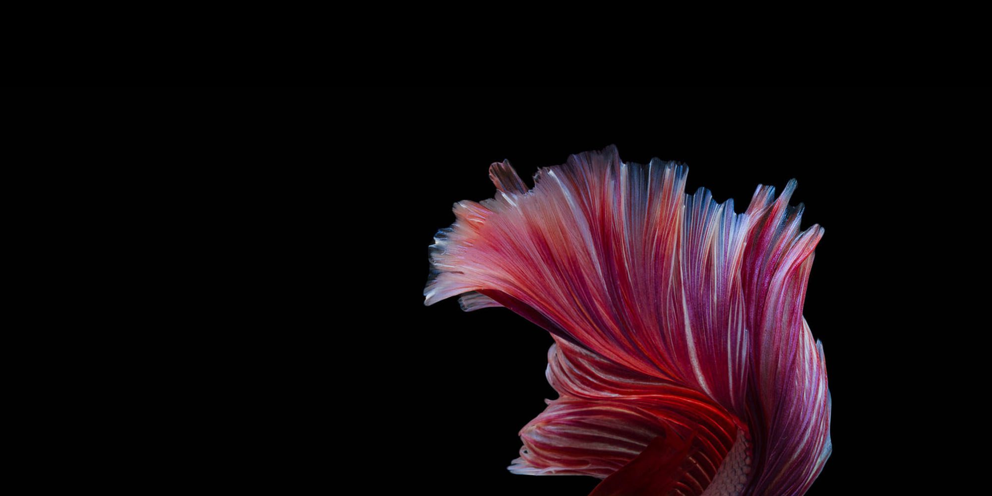 SDIN - Screen Diversity Inclusion Network