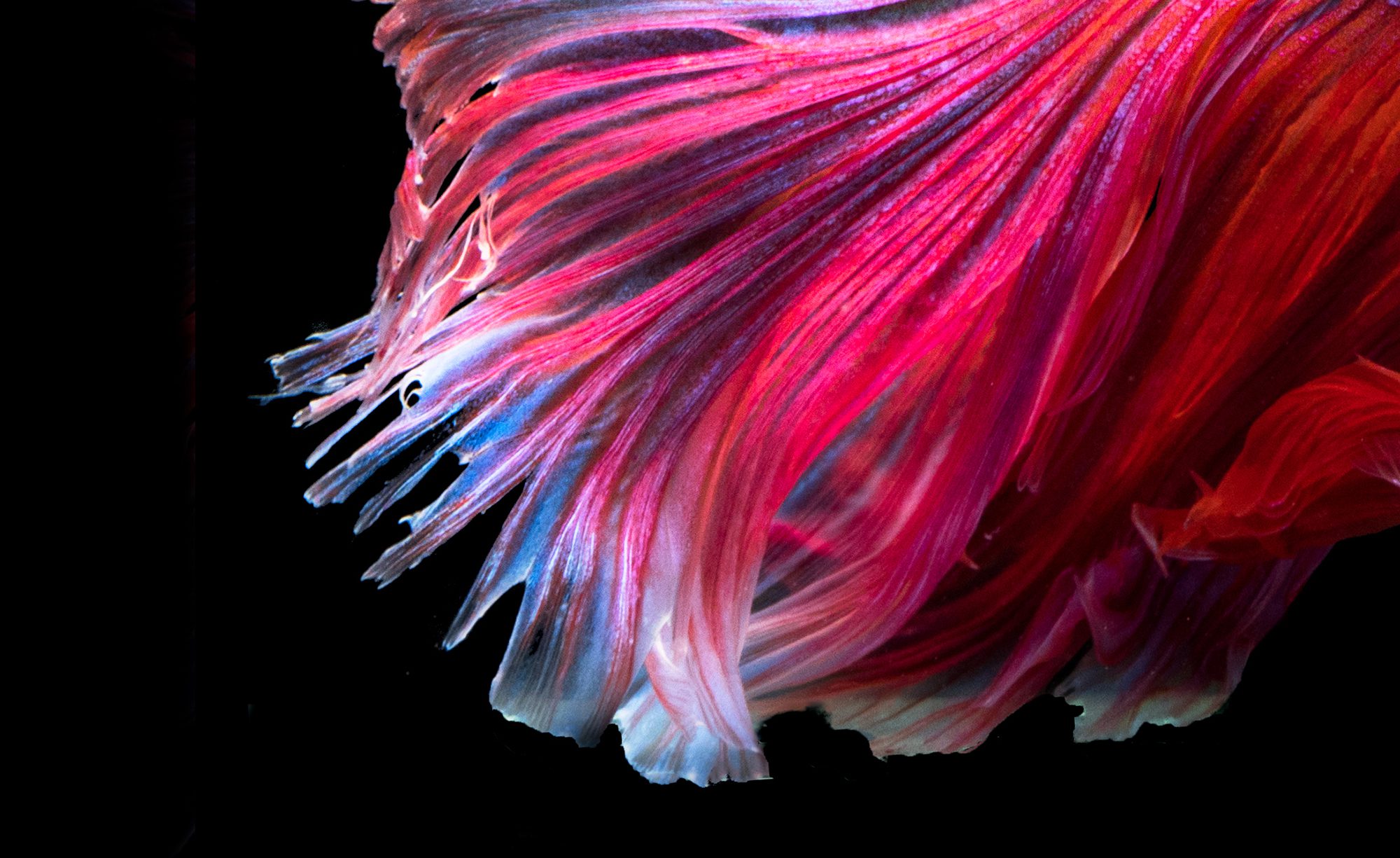 Reports - Screen Diversity Inclusion Network